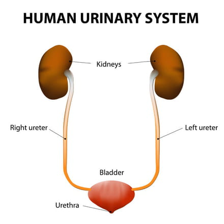 Las infecciones urinarias bacterianas comunitarias del adulto